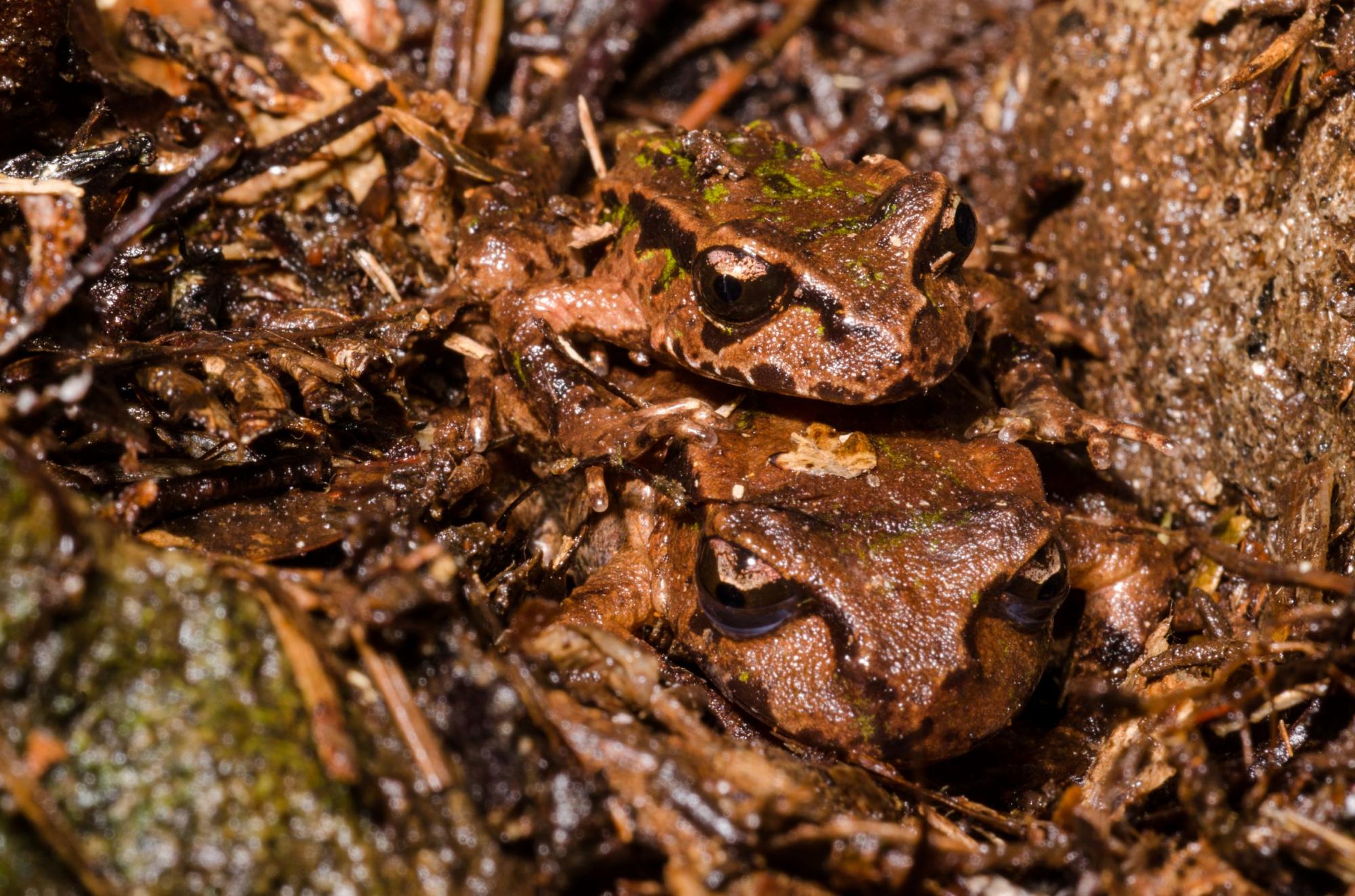 Leiopelma archeyi | NZHS